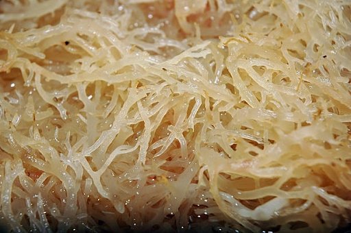 Sea Moss Side Effects | The Sea Moss Harvest